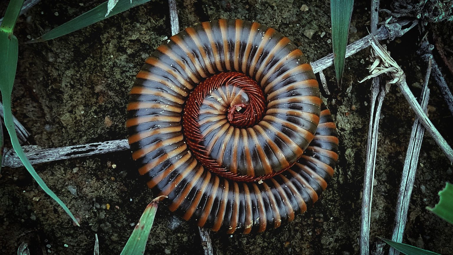 Giant Millipedes | Explore the fascinating world of GIant Millipedes!